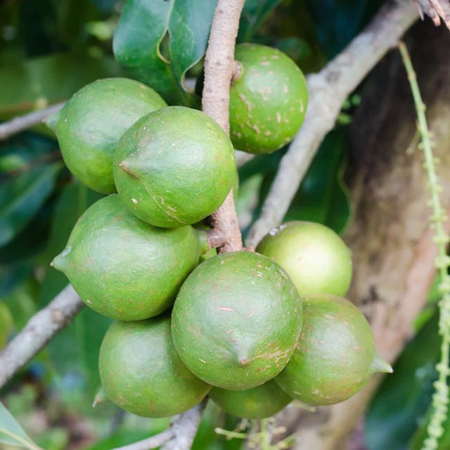 Beaumont Macadamia Nut Tree Fruit Tree – Buy Now! – Ladybird Nursery