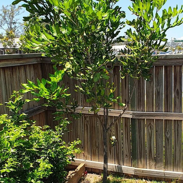 Macadamia Grafted 741 Fruit Tree – Buy Now! – Ladybird Nursery