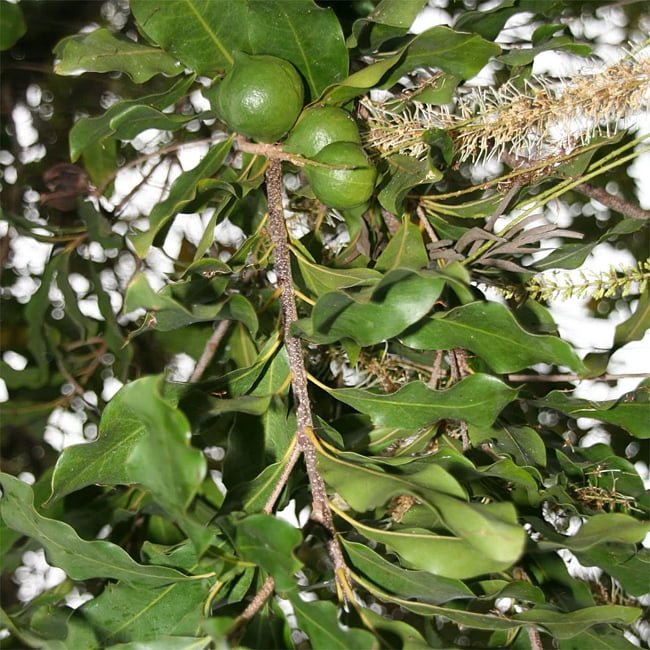 Macadamia Grafted 741 Fruit Tree – Buy Now! – Ladybird Nursery