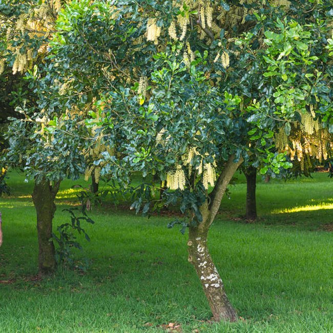 Macadamia Grafted '816' Fruit Tree – Buy Now! – Ladybird Nursery