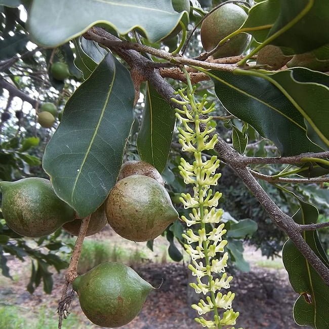 Macadamia Grafted '816' Fruit Tree – Buy Now! – Ladybird Nursery
