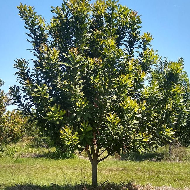 Macadamia Grafted 849 Fruit Tree – Buy Now! – Ladybird Nursery