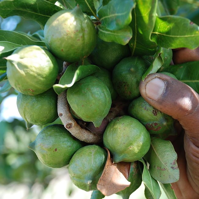 Macadamia Grafted 849 Fruit Tree – Buy Now! – Ladybird Nursery