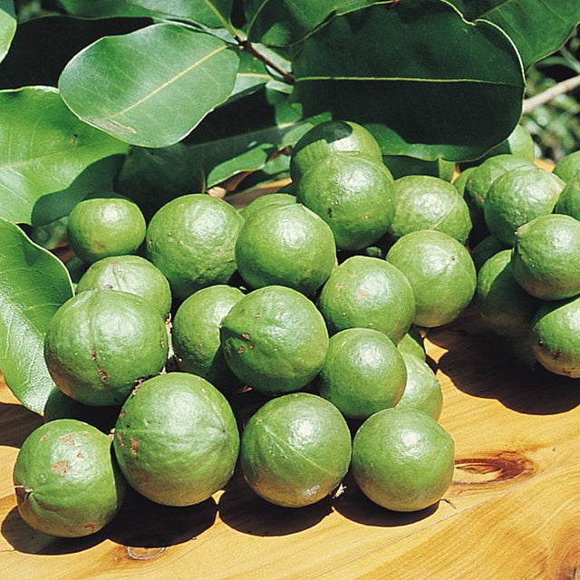 Macadamia Grafted 849 Fruit Tree – Buy Now! – Ladybird Nursery