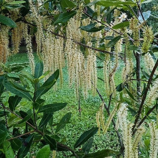 Macadamia Grafted A203 Fruit Tree – Buy Now! – Ladybird Nursery