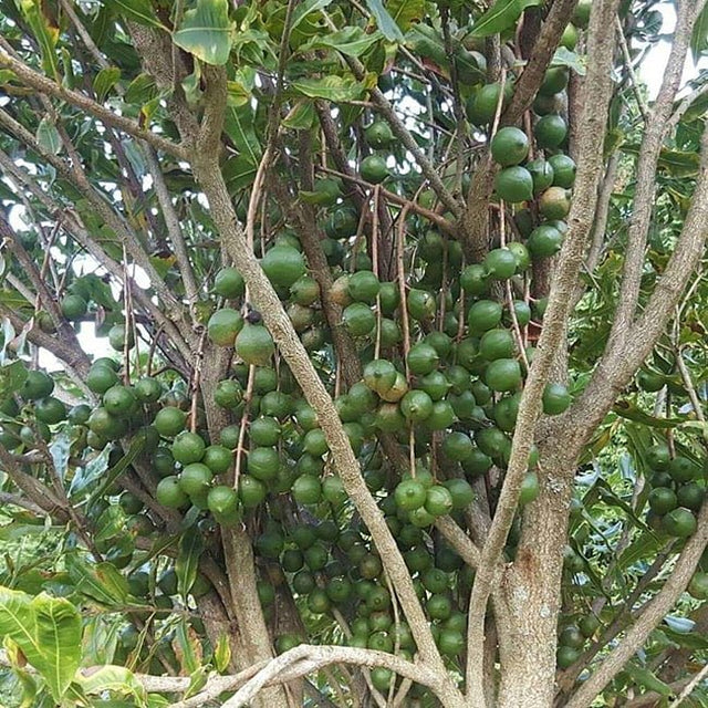 Macadamia Grafted A203 Fruit Tree – Buy Now! – Ladybird Nursery