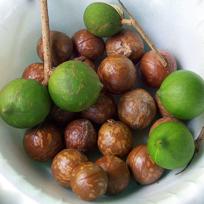 Macadamia Grafted A203 Fruit Tree – Buy Now! – Ladybird Nursery