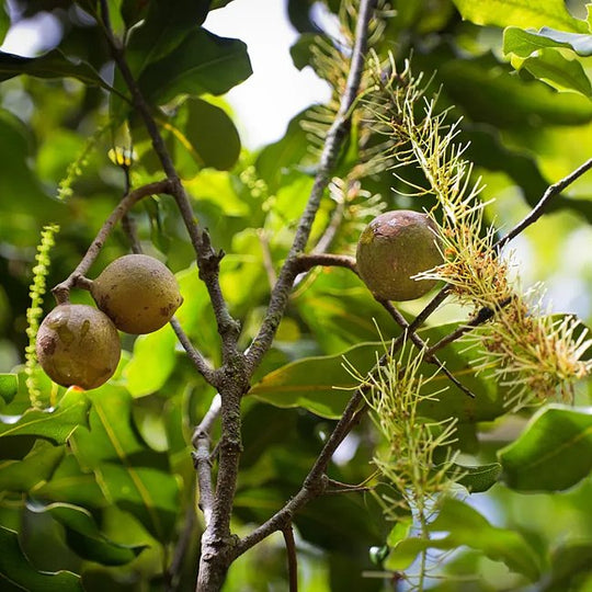 Macadamia Grafted 'A38' Fruit Tree – Buy Now! – Ladybird Nursery