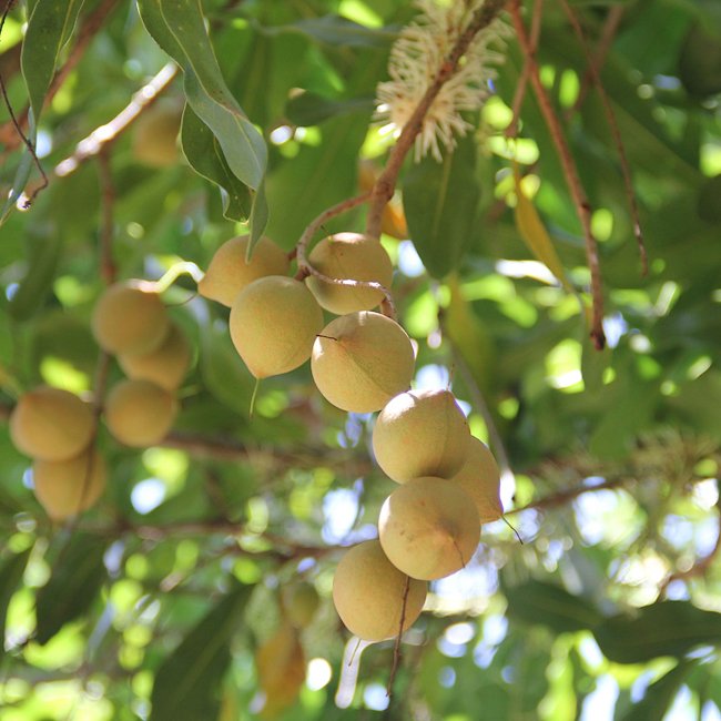 Macadamia Grafted 'A38' Fruit Tree – Buy Now! – Ladybird Nursery