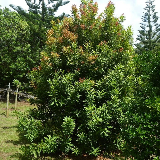 Macadamia Integrifolia Hybrid G6 Fruit Tree – Buy Now! – Ladybird Nursery