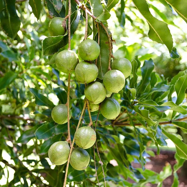 Macadamia Integrifolia Hybrid G6 Fruit Tree – Buy Now! – Ladybird Nursery
