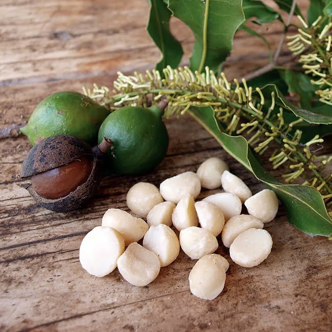 Macadamia Integrifolia Hybrid G6 Fruit Tree – Buy Now! – Ladybird Nursery