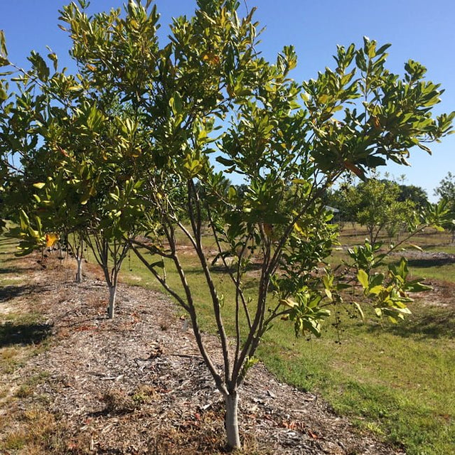 Dwarf Macadamia 'Lotsa Nuts' Fruit Tree – Buy Now! – Ladybird Nursery