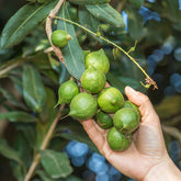 Dwarf Fruit Trees – Ladybird Nursery