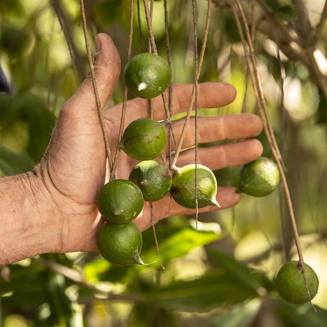 Macadamia Mini Maca Fruit Tree – Buy Now! – Ladybird Nursery