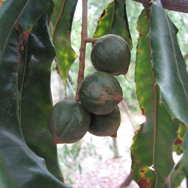 Macadamia Tetraphylla Fruit Tree – Buy Now! – Ladybird Nursery