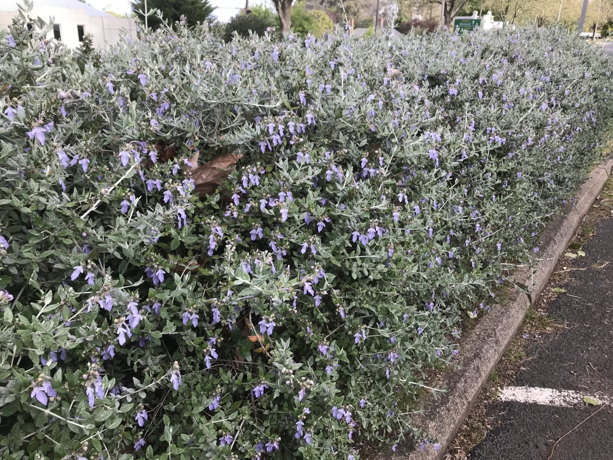 Germander (Teucrium fruticans) Plant – Buy Now! – Ladybird Nursery