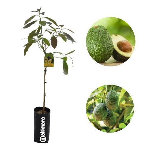Dwarf Wurtz Avocado Fruit Tree – Buy Now! – Ladybird Nursery