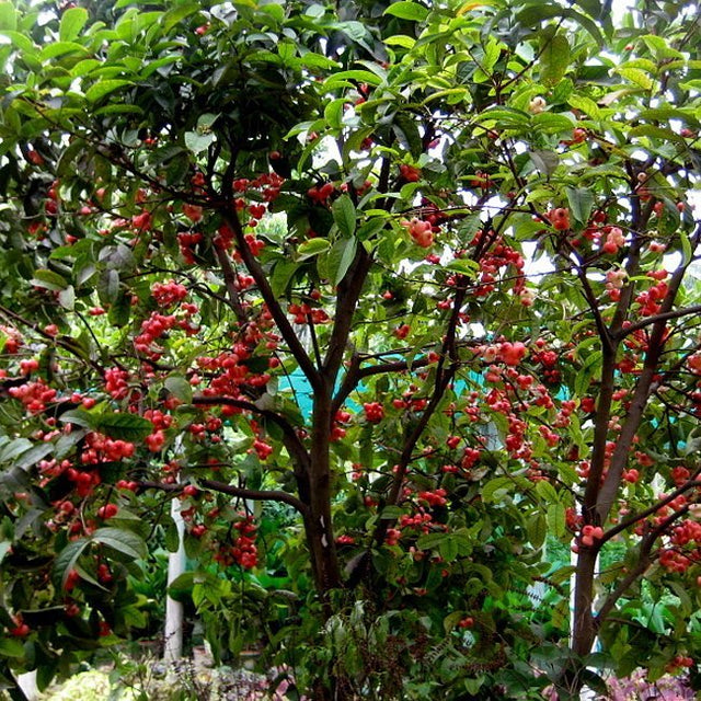 Malay Apple Fruit Tree – Buy Now! – Ladybird Nursery
