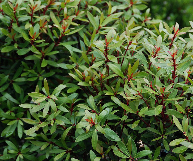 Native Mountain Pepper (Tasmannia lanceolata) MALE Fruit Tree – Buy Now ...