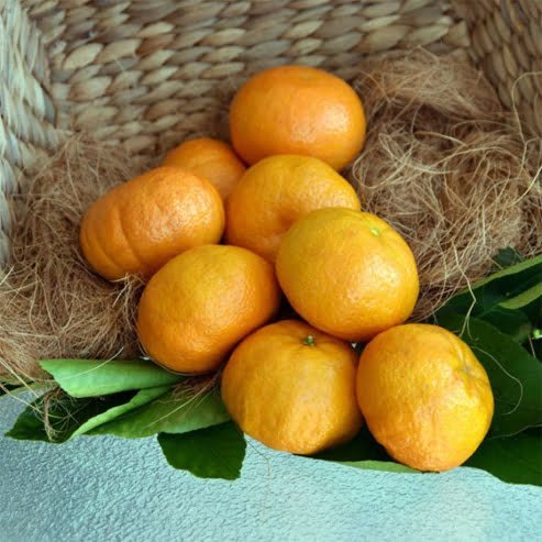 Dwarf Mandarin Hickson Fruit Tree – Buy Now! – Ladybird Nursery