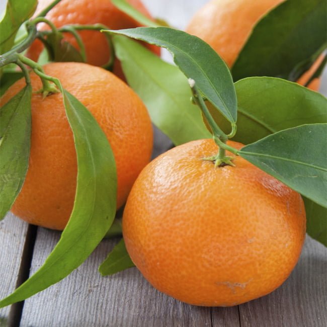 Encore Mandarin Fruit Tree – Buy Now! – Ladybird Nursery
