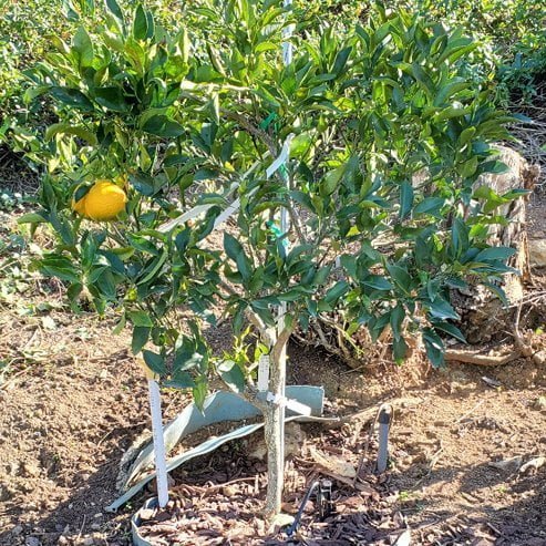 Sumo Mandarin DWARF 'Shiranui' Fruit Tree – Buy Now! – Ladybird Nursery