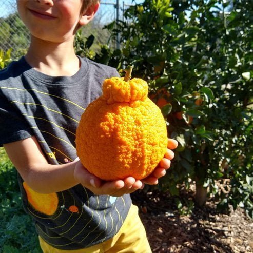 Sumo Mandarin 'Shiranui' Fruit Tree – Buy Now! – Ladybird Nursery