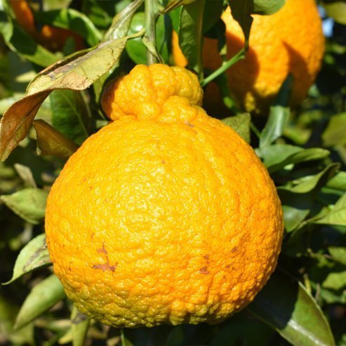 Sumo Mandarin 'Shiranui' Fruit Tree – Buy Now! – Ladybird Nursery