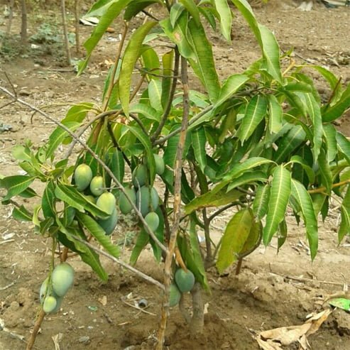 Mango Ataulfo (Honey Mango) Fruit Tree – Buy Now! – Ladybird Nursery