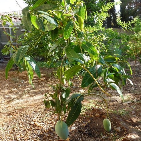Mango Brooks Late Fruit Tree – Buy Now! – Ladybird Nursery