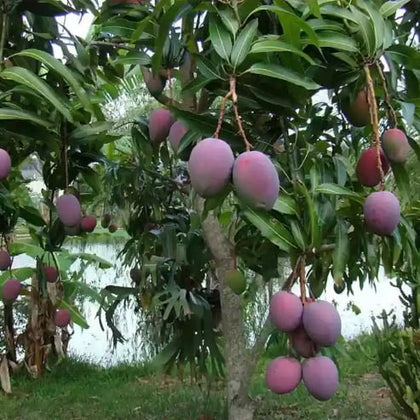 Mango Bullocks Heart Fruit Tree – Buy Now! – Ladybird Nursery