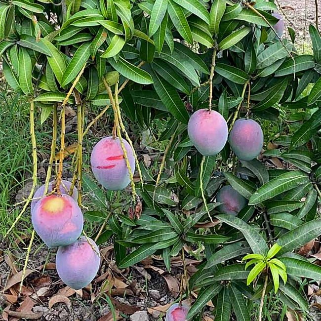 Mango Bullocks Heart Fruit Tree – Buy Now! – Ladybird Nursery