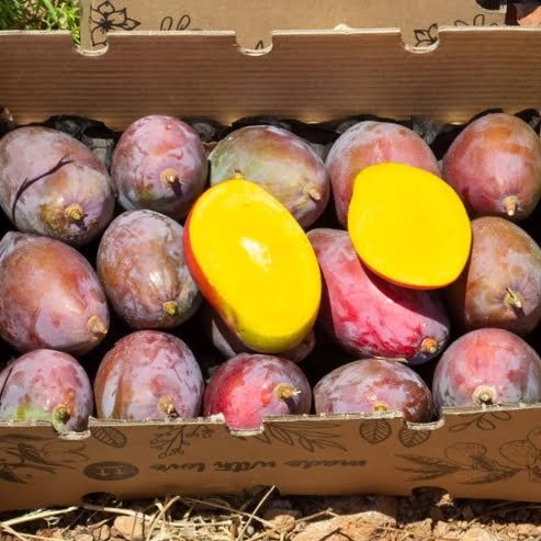 Mango Bullocks Heart Fruit Tree – Buy Now! – Ladybird Nursery