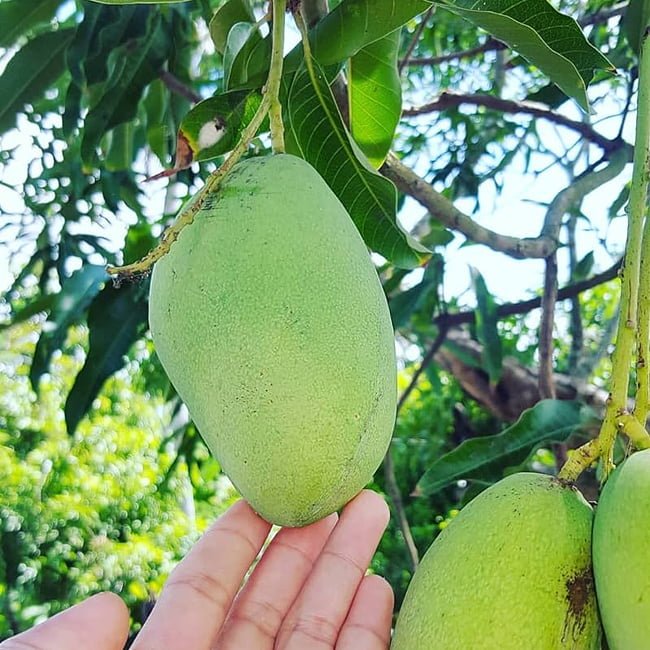 Mango ‘Carabao’ Fruit Tree – Buy Now! – Ladybird Nursery