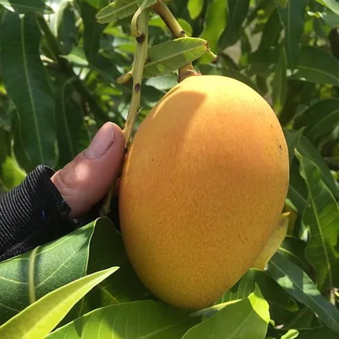 Mango 'Early Gold' Fruit Tree – Buy Now! – Ladybird Nursery