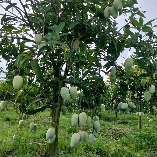 Dwarf Mango Falan Fruit Tree – Buy Now! – Ladybird Nursery