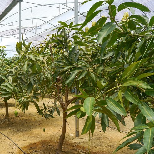 Mango 'Red Harumanis' Fruit Tree – Buy Now! – Ladybird Nursery
