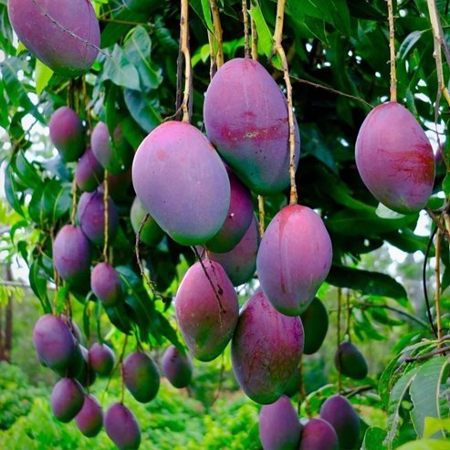 Mango Trees – Ladybird Nursery