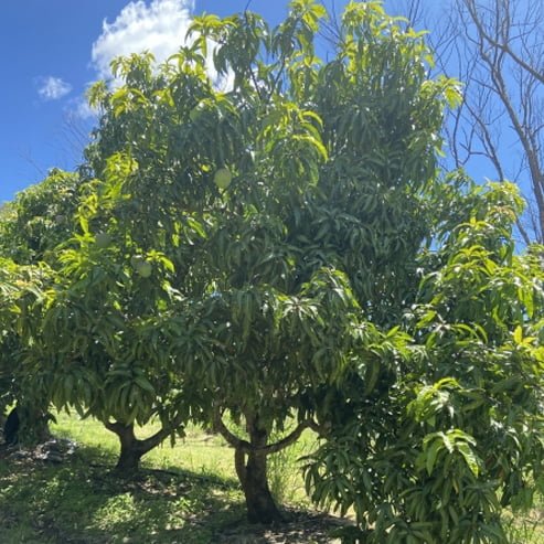 Mango Trees – Ladybird Nursery