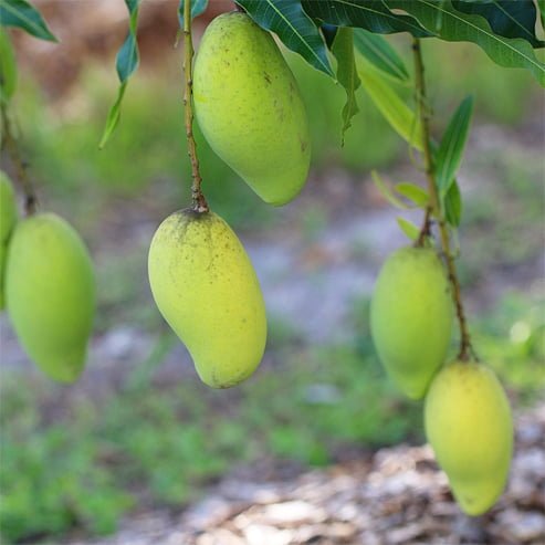 Mango Lemon Meringue PPK Fruit Tree – Buy Now! – Ladybird Nursery