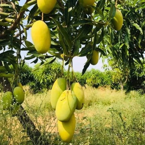 Mango 'Lemon Zest' Fruit Tree – Buy Now! – Ladybird Nursery