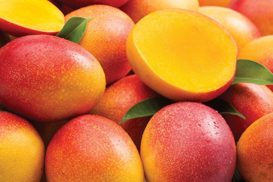 Mango 'Lucinda' Fruit Tree – Buy Now! – Ladybird Nursery