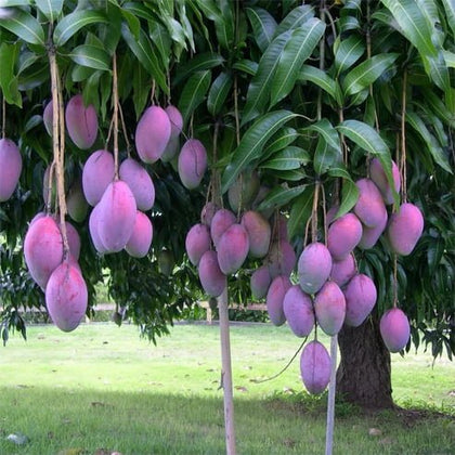 Dwarf Mango Palmer Fruit Tree – Buy Now! – Ladybird Nursery