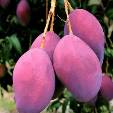 Dwarf Mango Palmer Fruit Tree – Buy Now! – Ladybird Nursery