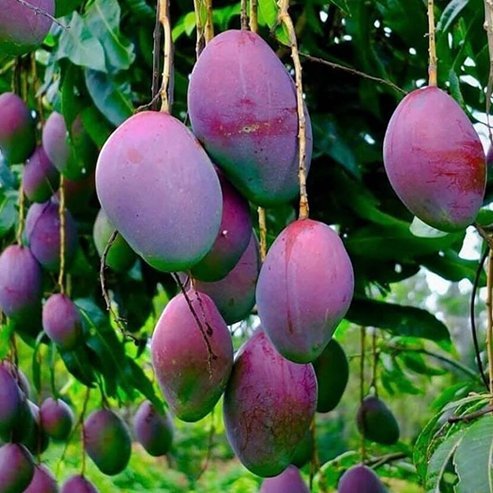 Dwarf Mango Palmer Fruit Tree – Buy Now! – Ladybird Nursery