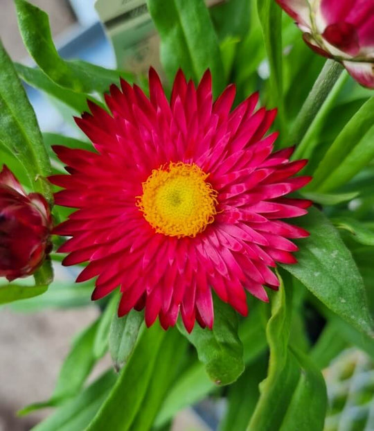 Paper Daisy Mohave Purple Red Plant – Buy Now! – Ladybird Nursery