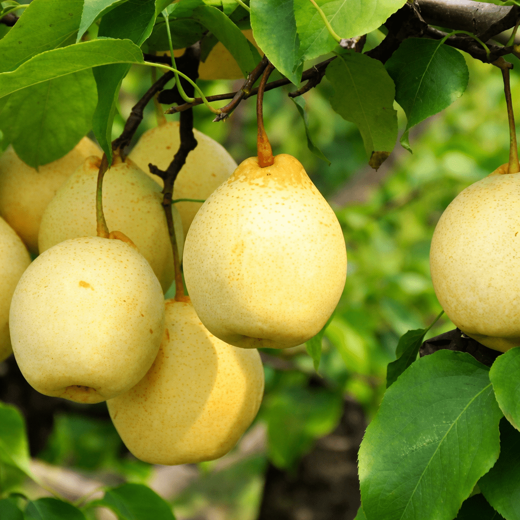 Nashi Pear 'China' Fruit Tree – Buy Now! – Ladybird Nursery