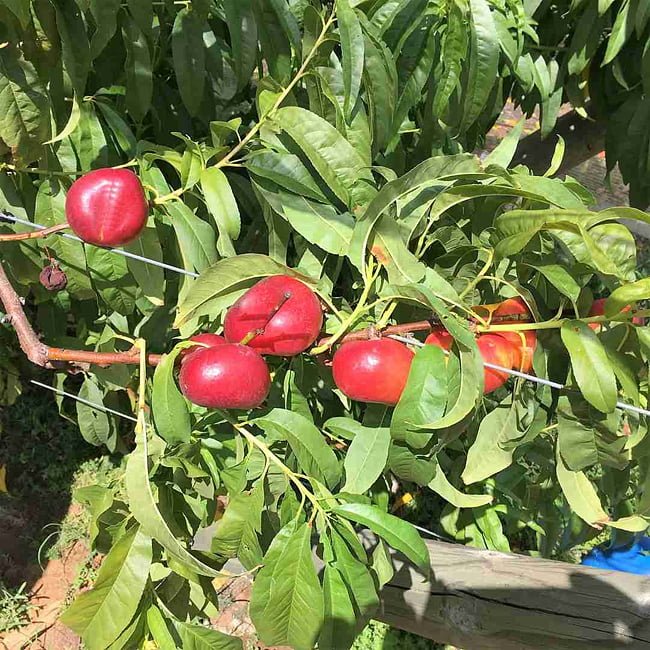 Nectarine Flat Tango's Fruit Tree – Buy Now! – Ladybird Nursery
