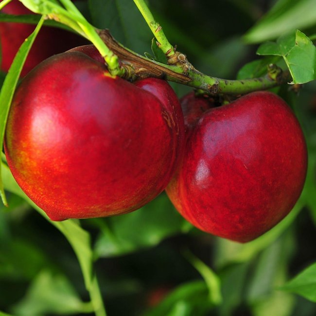Nectarine Sun Snow Fruit Tree – Buy Now! – Ladybird Nursery